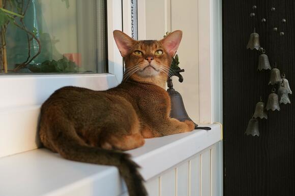 The Abyssinian — One of the Oldest (and Most Active) Cat Breeds - NewsBreak