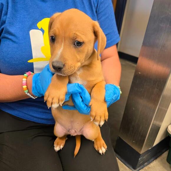🐶 Playful Labrador Puppies Ready for Adoption in Wilmington - NewsBreak