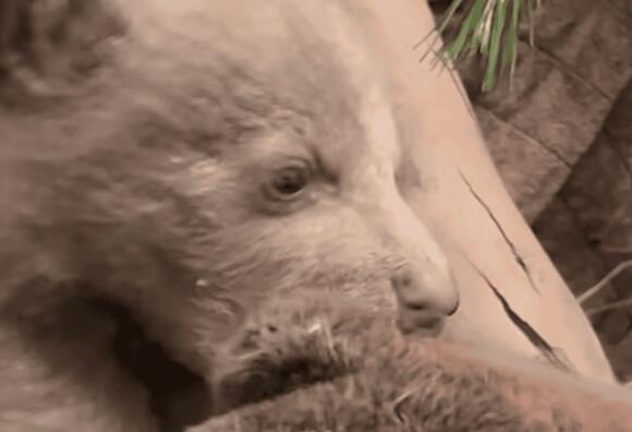 Rescued Bear Cub Raised by Humans in Bear Costumes to Prepare for Life ...