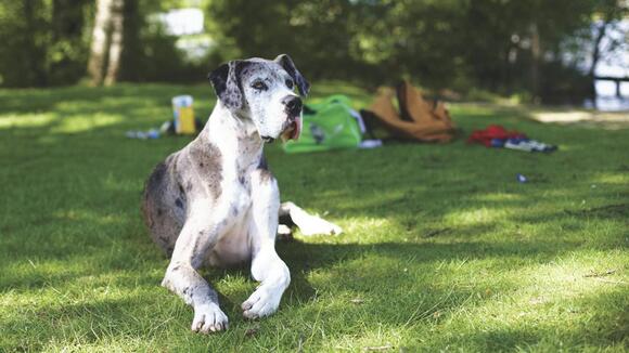 The 7 Best Dogs for Men in 2026 - NewsBreak