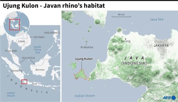 Javan rhino clings to survival after Indonesia poaching wave