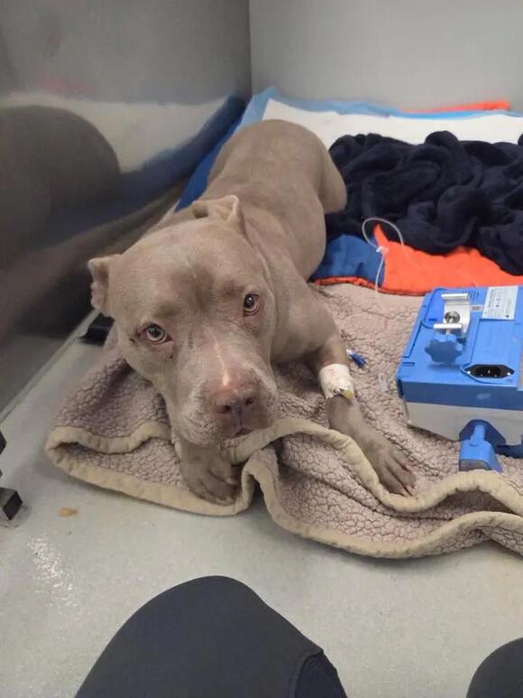 Good Samaritan saves injured dog after alerting Lebanon County police ...