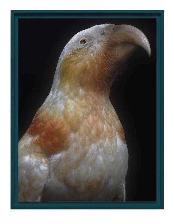 Portraits of Taxidermied New Zealand Birds Explore the Space Between ...