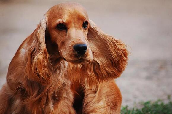 6 Dog Breeds That Are Surprisingly Aggressive — And 6 That Get Unfairly ...