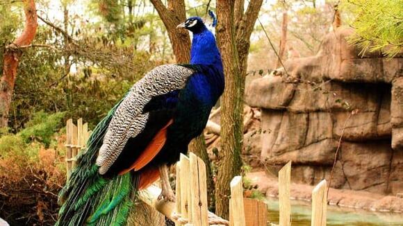 20 Fascinating Animal Mating Rituals That Will Surprise You - NewsBreak