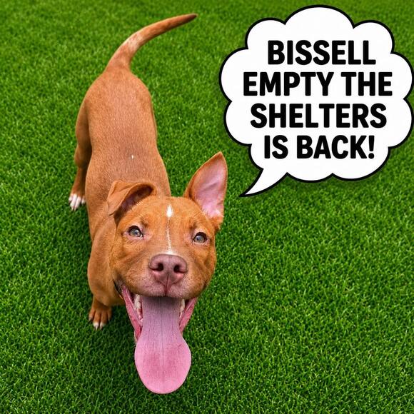Reduced pet adoption fees at Humane Society - NewsBreak