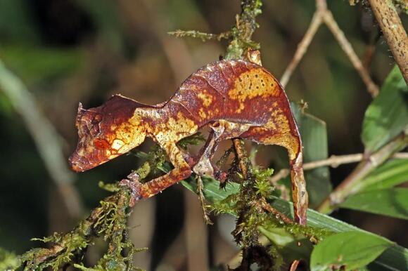 10 Wild Animals That Have Mastered the Art of Disguise - NewsBreak