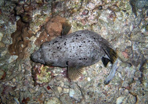 Why These Fish Build Nests as Complex as Birds - NewsBreak