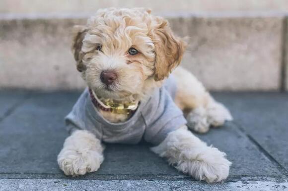 23 Cute Dogs in Fall Outfits (Photo Gallery) - NewsBreak