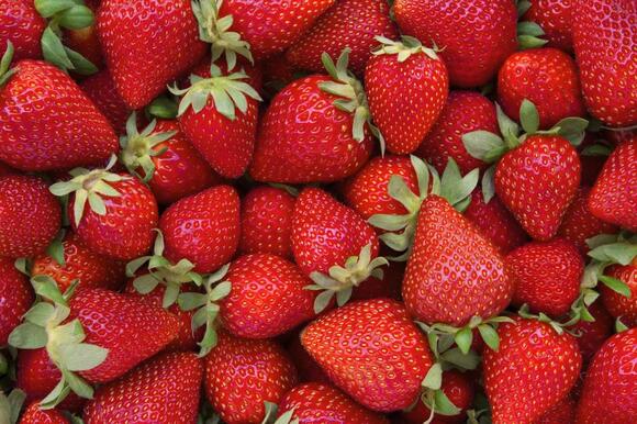 Trombly Gardens: Four Generations Of Strawberry Picking Joy - NewsBreak