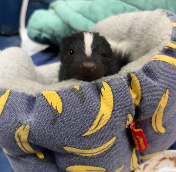 Marshmallow the Baby Skunk Dazzles the Cincinnati Zoo - NewsBreak