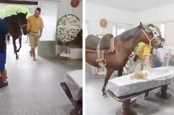 Horse's reaction to owner's open-casket funeral breaks countless hearts ...
