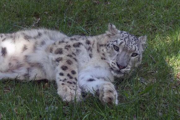 10 Incredible Facts About Snow Leopards That Explain Their Mystery ...