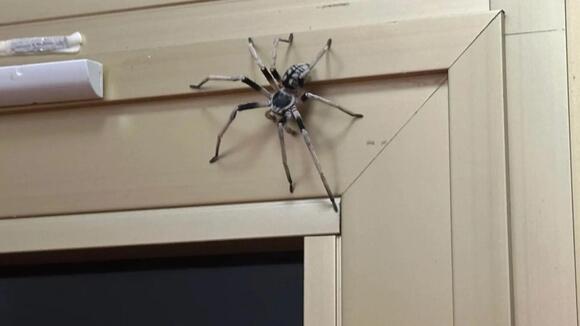 Homeowner gets terrifying surprise after spotting giant spider inches ...
