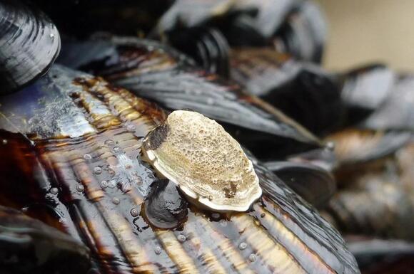 Invasion from the Water: Zebra Mussels and Their Hitchhiking Larvae ...