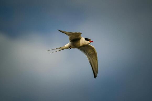 The Longest Migration on Earth—Completed by a Bird - NewsBreak