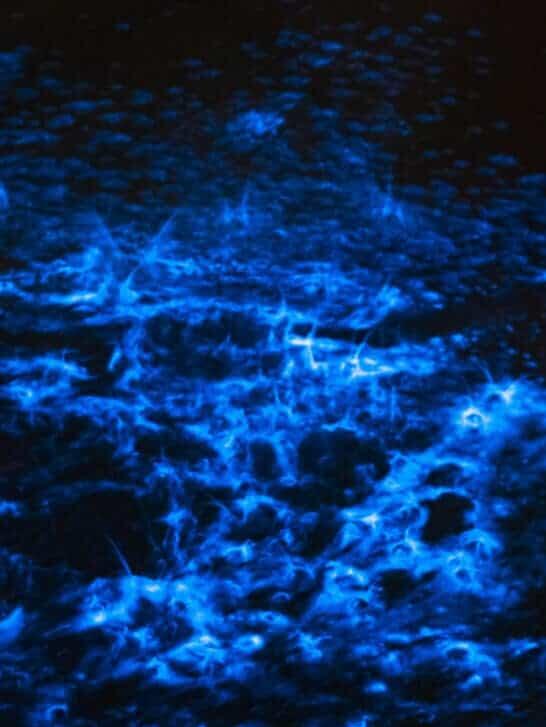 The Fascinating World of Bioluminescence in Animals - NewsBreak