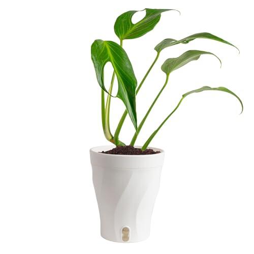 This Rare ‘Mystery Monstera’ is Tipped to be the Next Plant Collector's ...