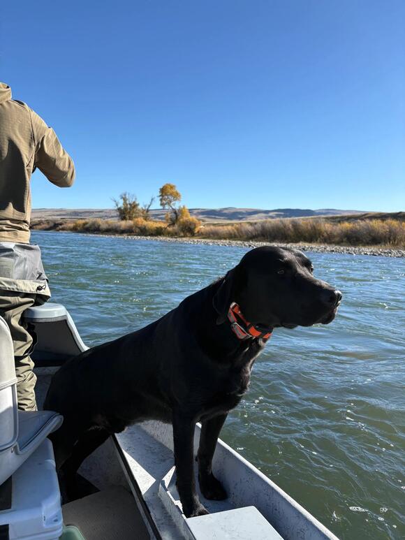 Yellowstone River Fishing Report 11.10.25 - NewsBreak