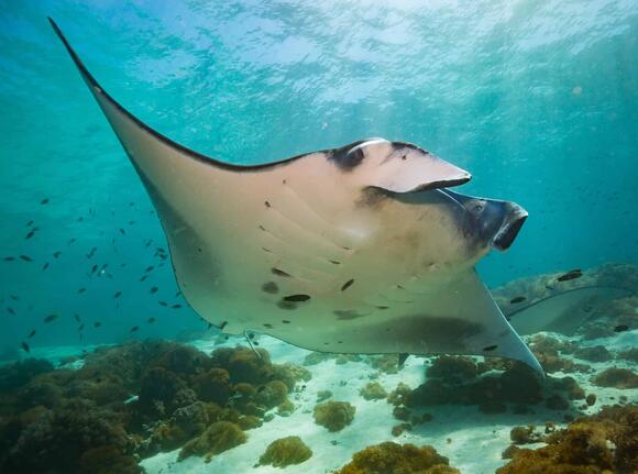The Heaviest Manta Ray Ever Recorded - NewsBreak
