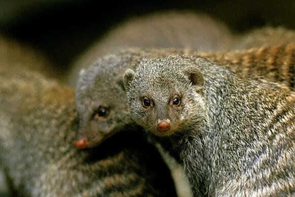 30 Animals That Exhibit Unbelievable Forms of Cooperation and Altruism ...