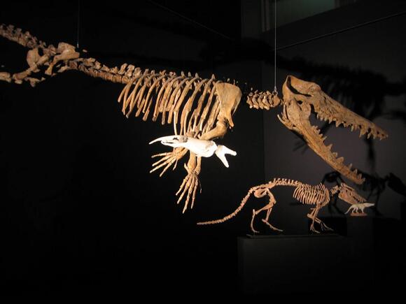 Ambulocetus: The Walking Whale That Shows Our Evolution From Land to ...