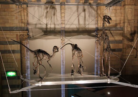 5 Museum Curators Who Built Iconic Dinosaur Exhibits Around the World ...
