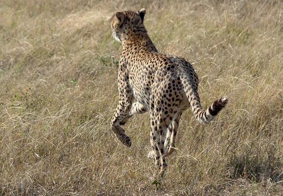 10 Myths About Cheetahs Busted by Science - NewsBreak