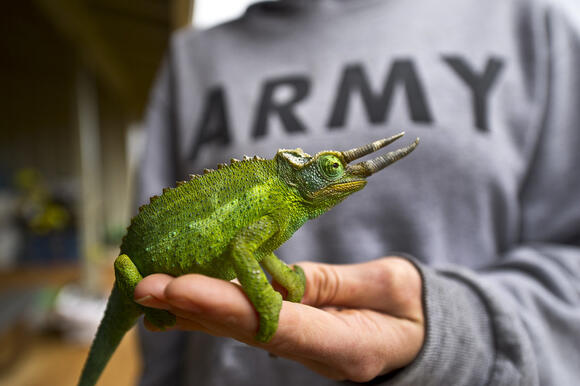 The Reptile Species That Were Thought to Be Extinct but Were ...