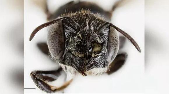 New Bee Species, Named 'Lucifer' Bee Discovered In Australia - NewsBreak