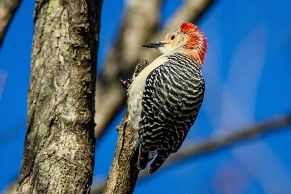 Court Allows Lawsuit After Goose Attack at Michigan Hospital - NewsBreak