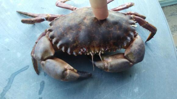 8 Edible Crabs You Can Catch in Florida Waters Right Now - NewsBreak