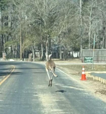 Look: Kangaroo found hopping loose down Texas road - NewsBreak
