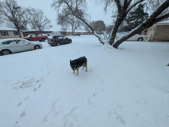 Amarillo Residents Capture Snowstorm Fun - NewsBreak