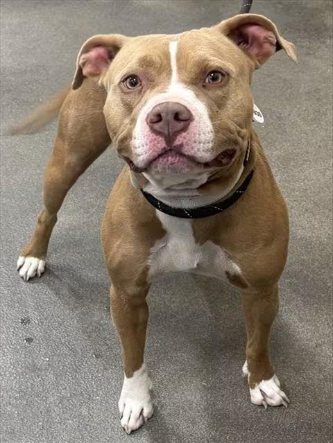 🐶 Gentle Giants & Loyal Companions Ready for Adoption in Upper Marlboro ...