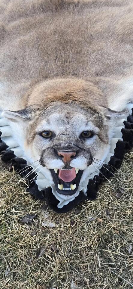 Top-Notch Montana Taxidermy - NewsBreak