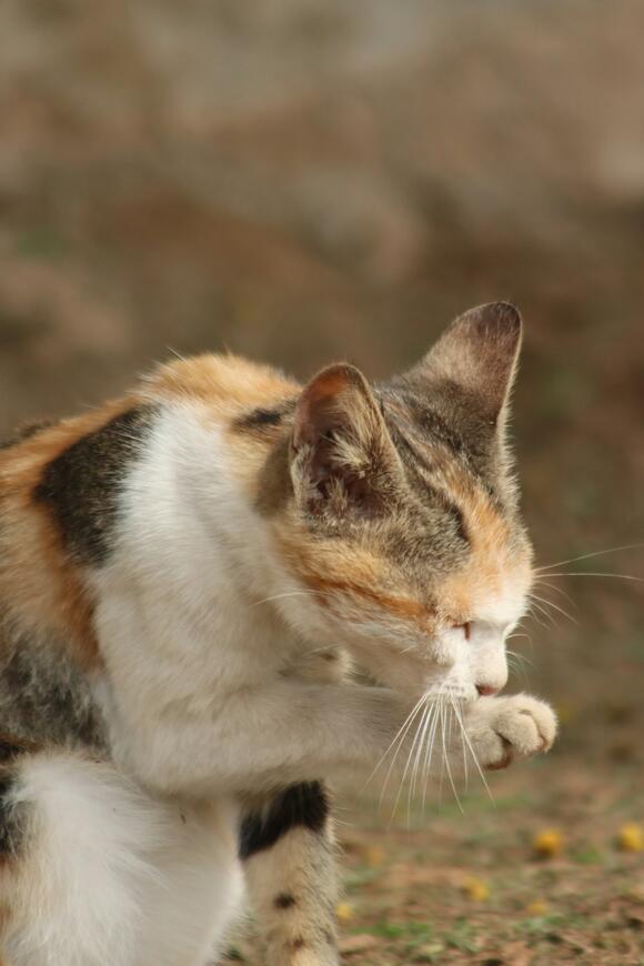 Could Prehistoric Cats Have Outcompeted Wolves? A New Study Thinks So ...