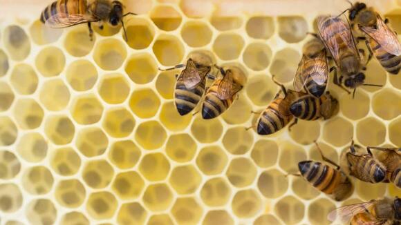 How Bees Were Once Believed to Be Messengers to the Gods - NewsBreak