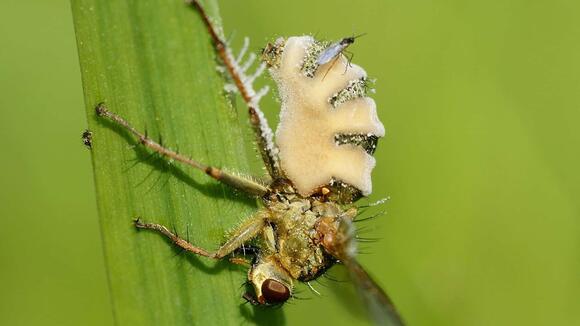 Facts That Show How Fungi Control Entire Ecosystems - NewsBreak