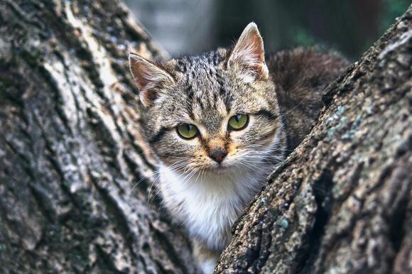 From Ice Age Icons to Museum Legends — 7 Prehistoric Cats That ...