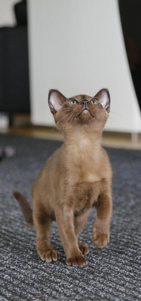 The Most Velcro-Like Cat Breeds That Stick by Your Side - NewsBreak