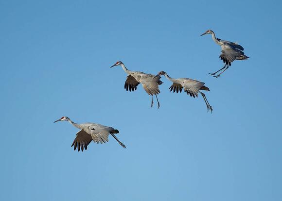 Top 10 American Wildlife Photography Destinations - NewsBreak