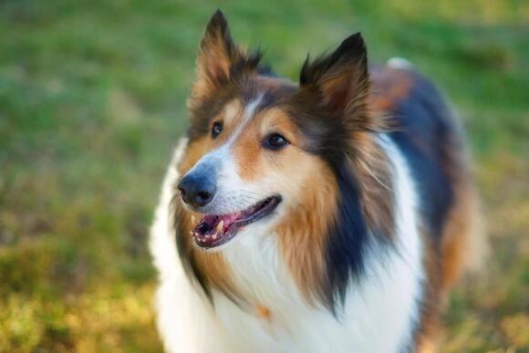 8 Reasons that Make the Rough Collie an Adorable Dog - NewsBreak