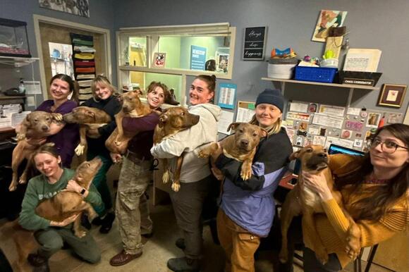 9 Dogs Abandoned On Side Of Road In Rural St. Louis County - NewsBreak