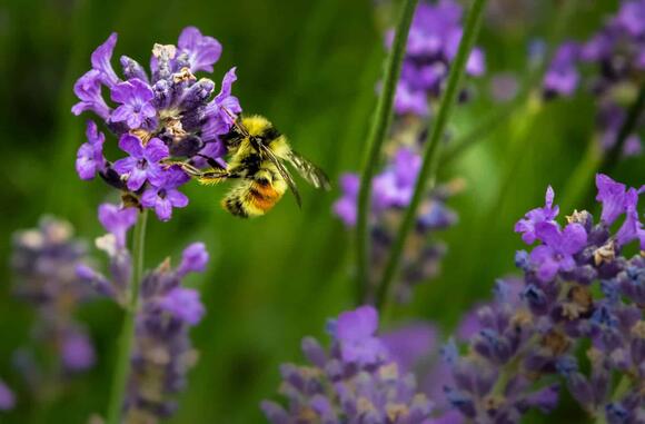 Why Bees Dance to Communicate Nectar Locations - NewsBreak