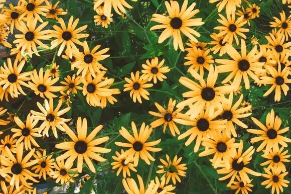 12 Garden Flowers That Bloom Best for Bees, Butterflies, and ...