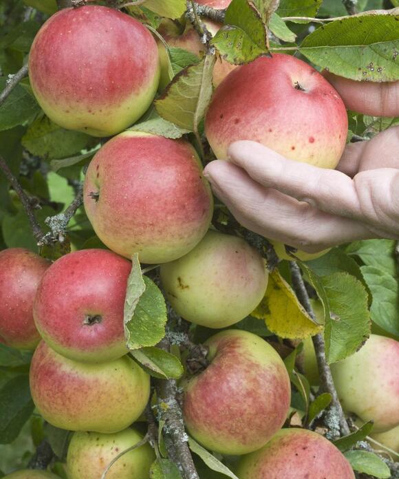 How to pick apples perfectly – this simple 3-step technique is all you ...
