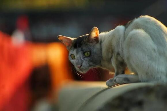 Why Does Your Cat Stare at Blank Walls? The Hidden World They See ...