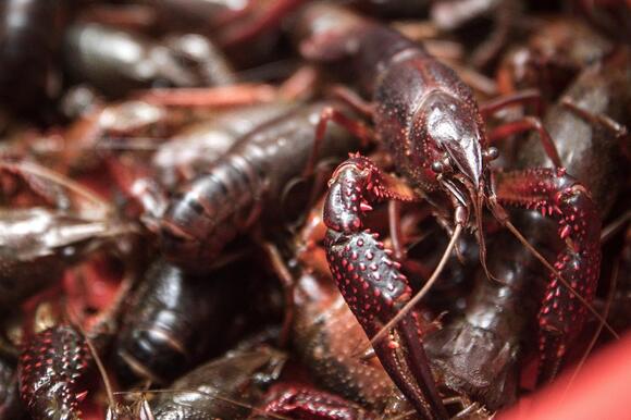 Lafayette Crawfish Prices 2026: When Costs Drop to $3-6 Per Pound ...