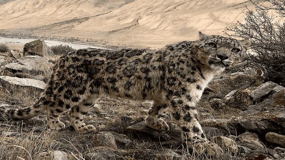 Snow Leopard Get Surprised by Camera - NewsBreak